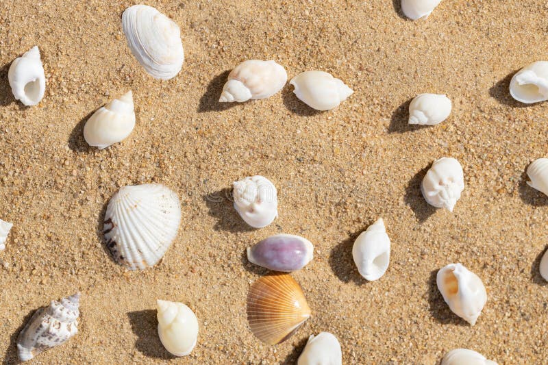 Sea Background with Shells on Sandy Beach on Summer Day. Seashells on ...