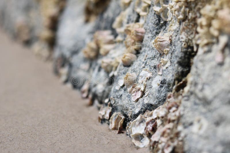 Sea Barnacle on a Stone at the Beach Stock Image - Image of shore ...