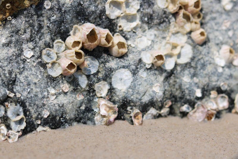 Sea Barnacle on a Stone at the Beach Stock Image - Image of shore ...