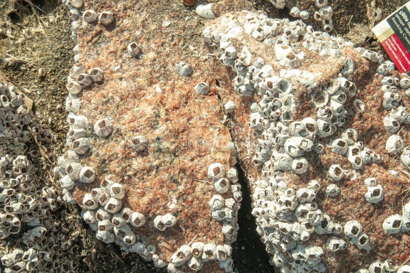 Sea barnacles on a rock stock photo. Image of tree, flower - 284813664