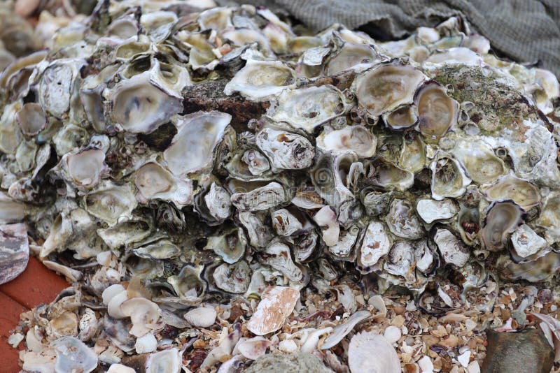 Sea Barnacles and Shells on the Rock Stock Photo - Image of marine ...