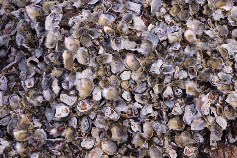 Sea Barnacles and Shells Encrusted on the Rock Stock Image - Image of ...