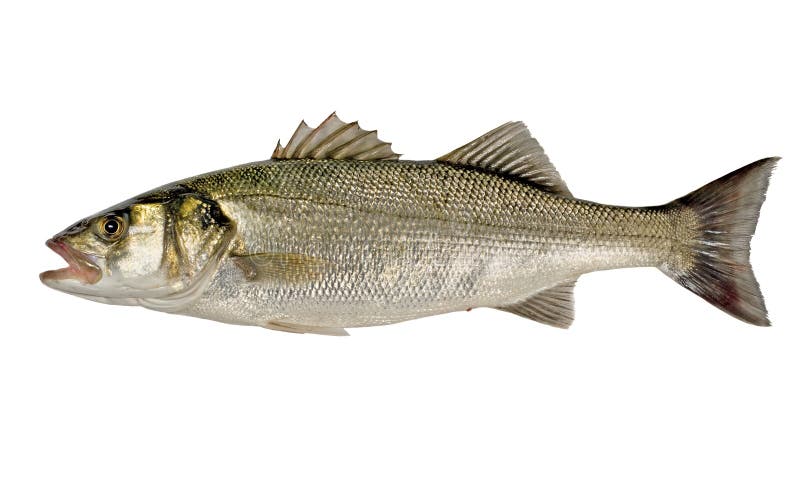 Sea Bass stock image. Image of mouth, animal, fresh, bass - 12771727