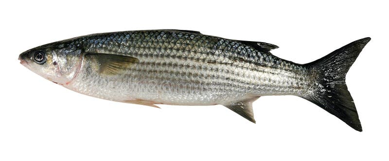 Sea bass stock photo. Image of seafood, dish, dinner - 17223202