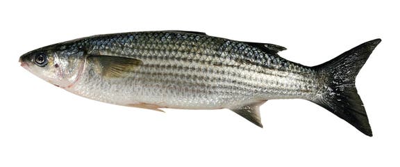 Sea bass stock photo. Image of seafood, dish, dinner - 17223202