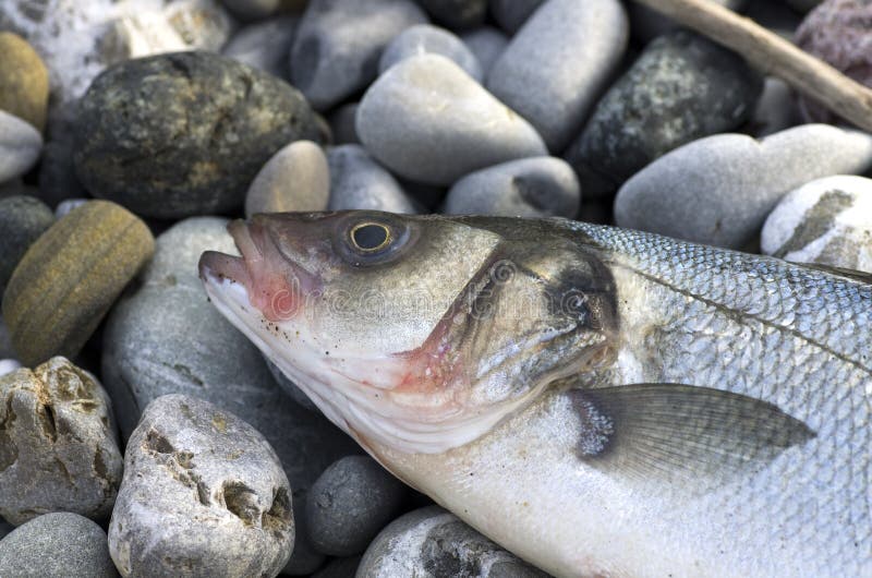 Rock Sea Bass Stock Images - Download 1,088 Royalty Free Photos
