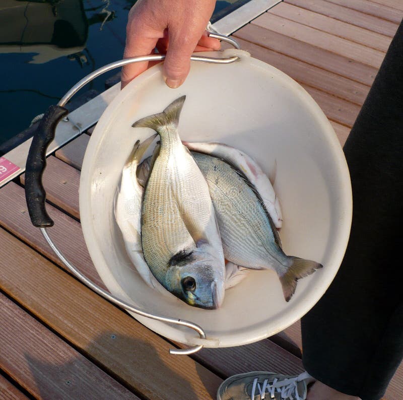 Sea bass stock photo. Image of health, ocean, industry - 17745718