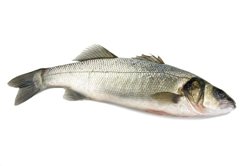 Sea bass stock photo. Image of seafood, dish, dinner - 17223202