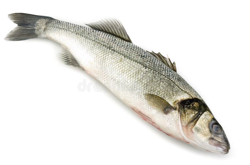 Sea bass stock photo. Image of seafood, dish, dinner - 17223202