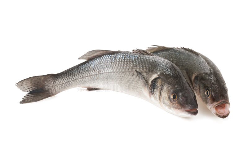 Sea-bass stock image. Image of bass, fresh, lemon, dinner - 18611259