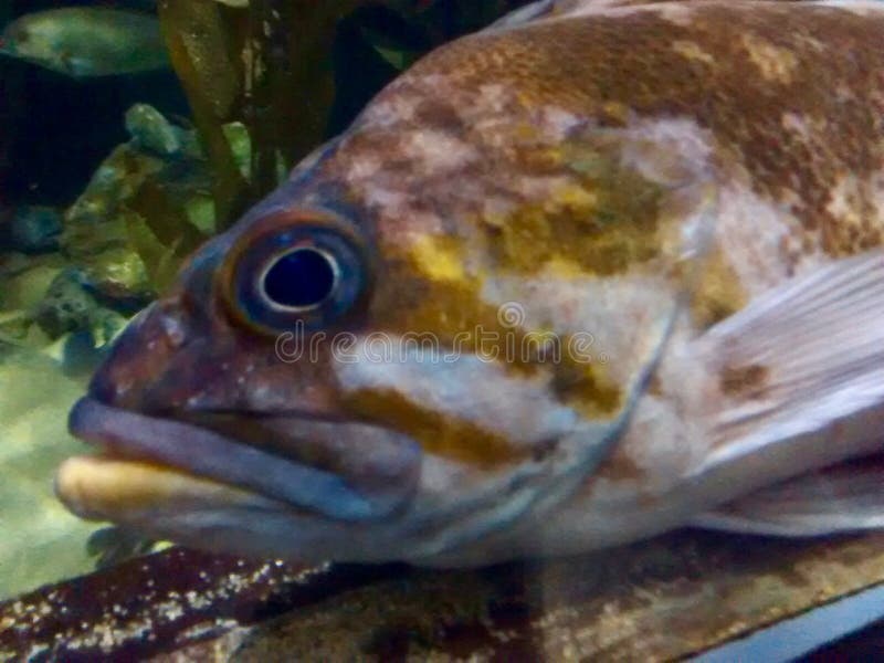 Sea Bass Picture. Image: 88262989