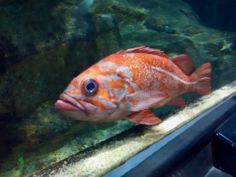 Sea Bass Picture. Image: 88263056