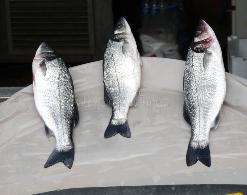 Sea-bass fish stock photo. Image of swim, pike, shop - 165399612