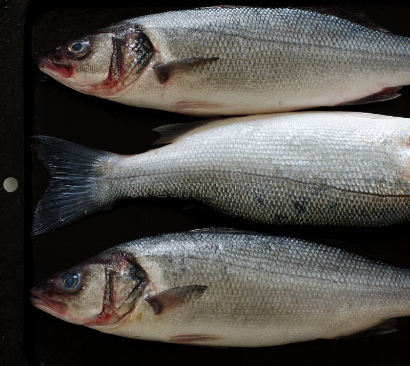Sea bass fish stock image. Image of ingredients, farming - 24062129