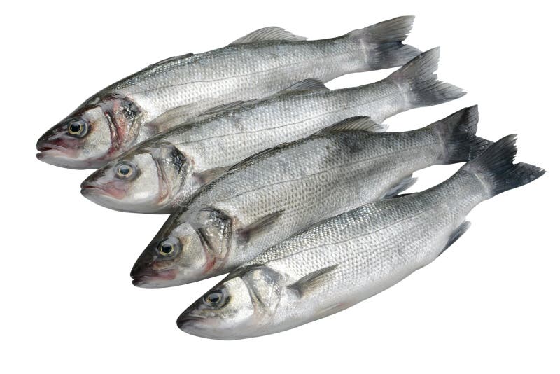 Sea bass fish stock photo. Image of animal, fresh, four - 9730244