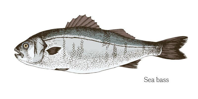Fresh Market Sea Bass Stock Illustrations – 260 Fresh Market Sea Bass ...