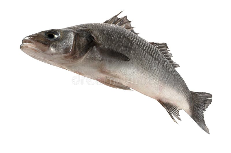 950 Sea Bass Texture Stock Photos - Free & Royalty-Free Stock Photos ...