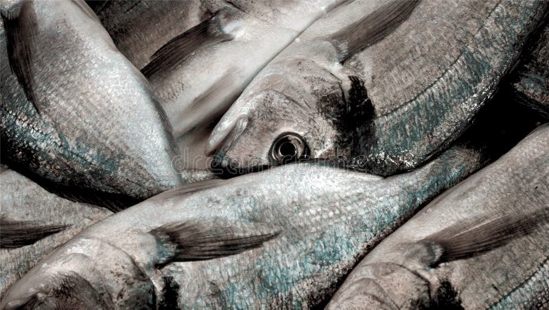 Stack of Sea Bass Fish. Close Up Stock Image - Image of stack, fish ...
