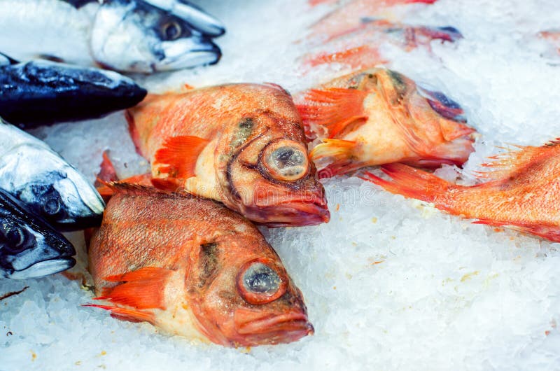 Sea bass on ice stock image. Image of fish, caught, nature - 84964303