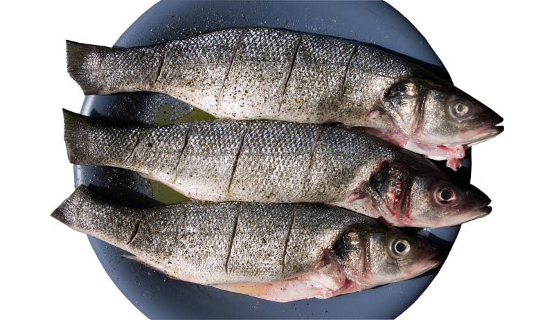 Sea bass raw stock photo. Image of mouth, meal, gutted - 17968824