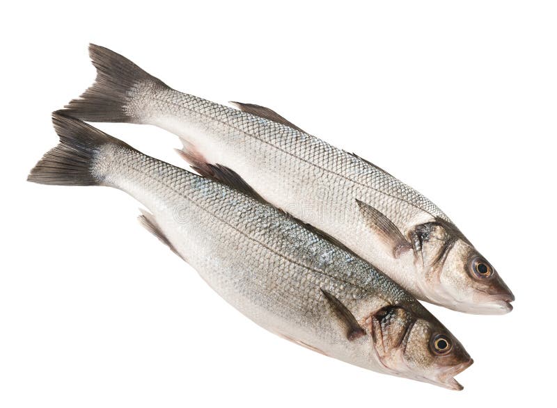 Sea bass stock photo. Image of bass, white, fish, seafood - 3103932