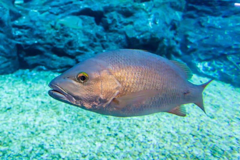 Sea bass under water stock image. Image of fauna, wild - 50739305 Sea bass under water stock image. Image of fauna, wild - 50739305