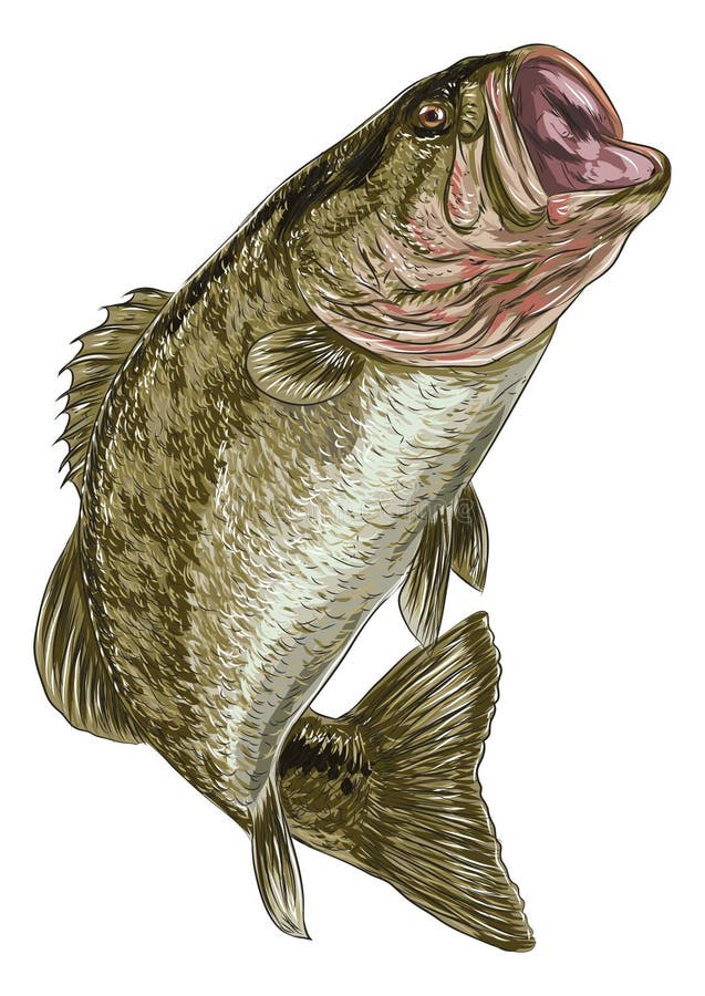 Large Mouth Bass Fish Realistic Stock Illustrations – 16 Large Mouth ...