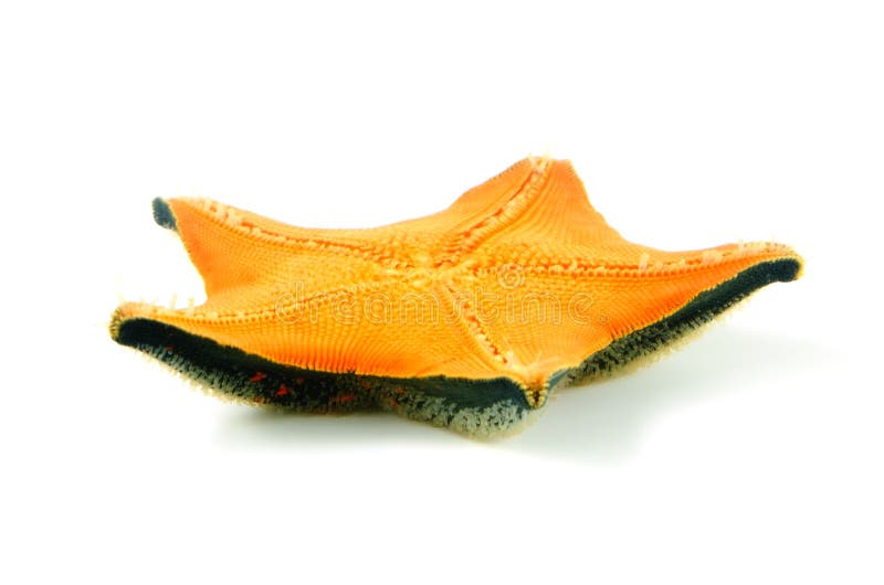 Sea bat stock image. Image of aquatic, life, wildlife - 26549273