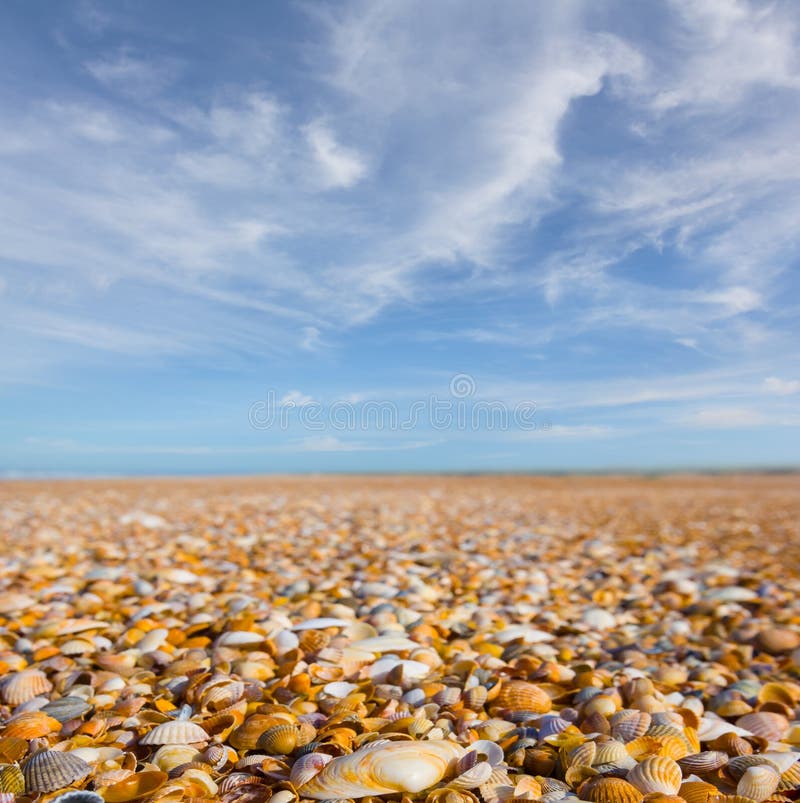 Sea Beach Covered by Empty Marine Shell Stock Photo - Image of seashell ...