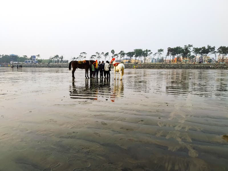 Sea Beach Horse Riding Tourist Sea Tree Editorial Photography - Image ...