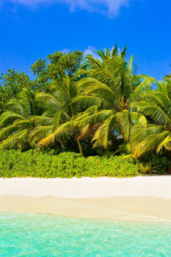 Sea, beach and jungle stock photo. Image of beach, concept - 16300786