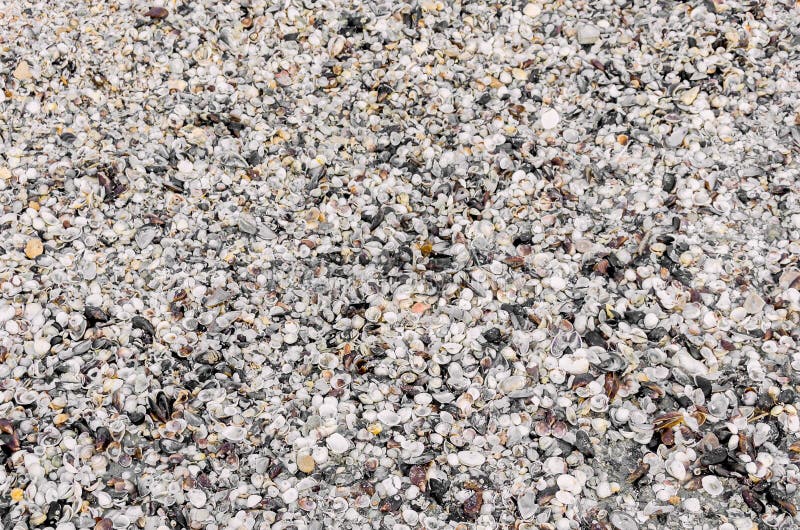 Sea Beach Sand Shells Texture Stock Image - Image of seashore, sand ...