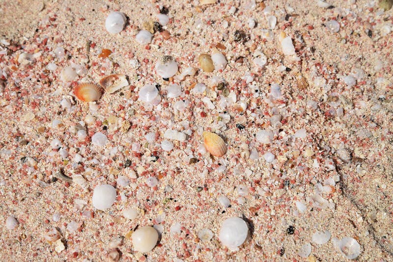 Sea Beach Sand Shells Texture Stock Image - Image of ocean, seashell ...