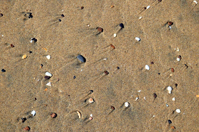 Sea Beach Sand and Snail Texture and Patterns Stock Image - Image of ...