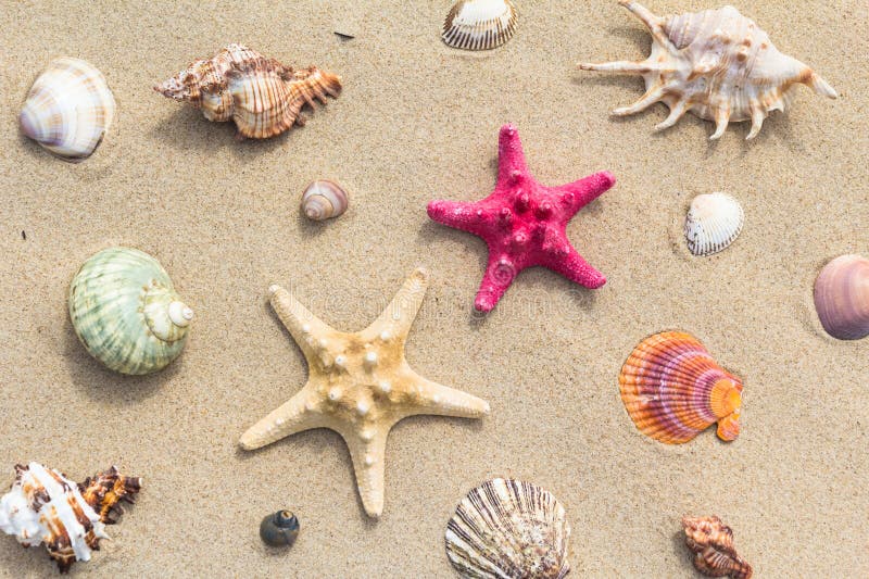 Sea Beach Scattered Variety Sea Shells Stock Image - Image of leisure ...
