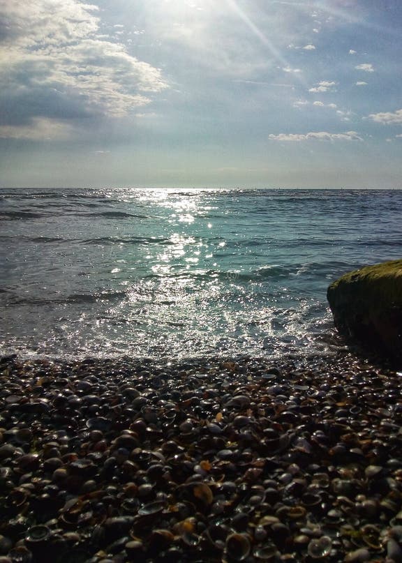 Sea beach seashells stock photo. Image of italy, seashells - 214504942