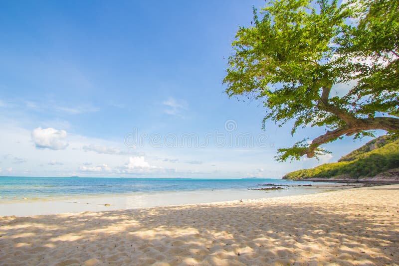 Sea Beach & Shadow of Tree Stock Photo - Image of beach, holiday: 54896218