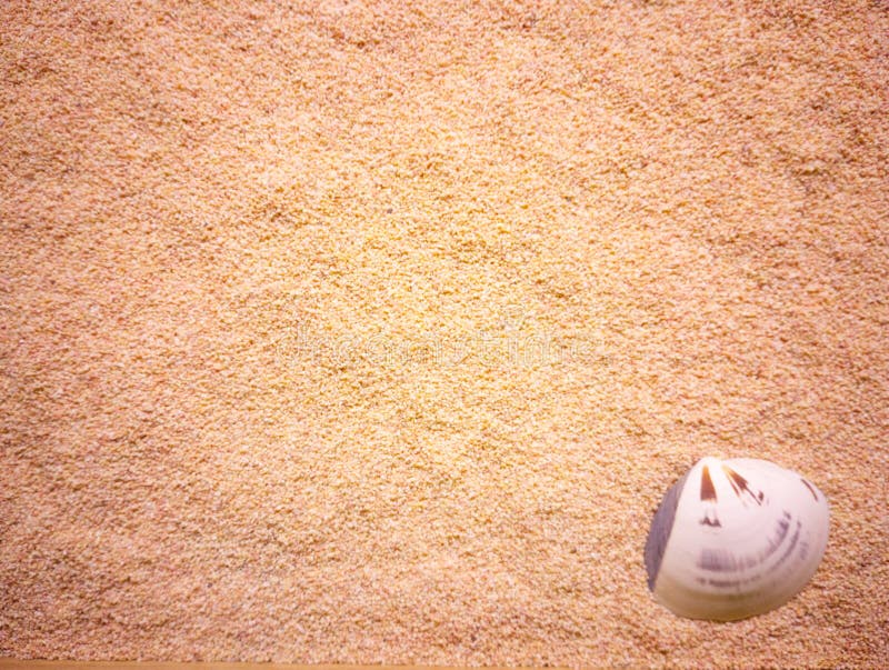 Composition of a Beach Shell Delicately Placed on Even Golden Sand ...