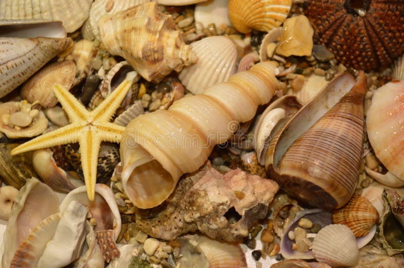 Sea Shells, Sea Star on Beach Stock Image - Image of collection ...