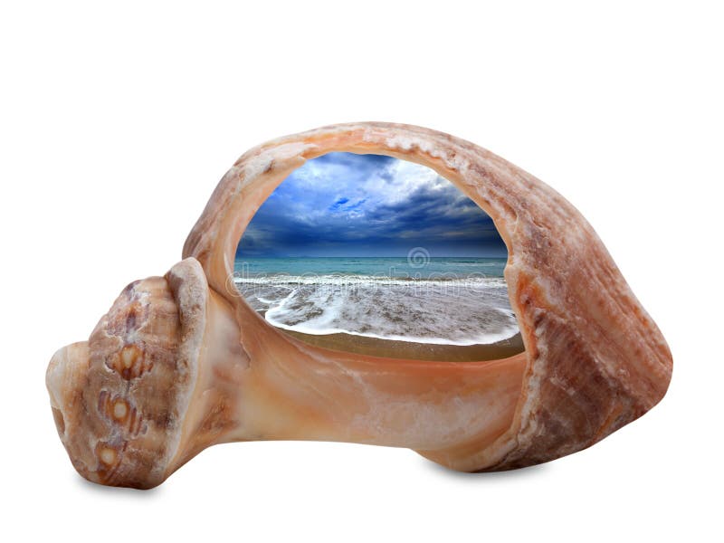 Broken Sea Shell stock image. Image of seafood, sandy - 1825895
