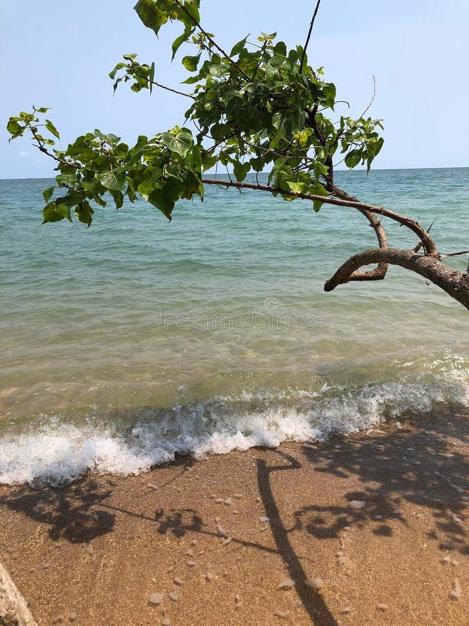 Sea Beach with Tree and Blue Sky Stock Photo - Image of tree, ocean ...