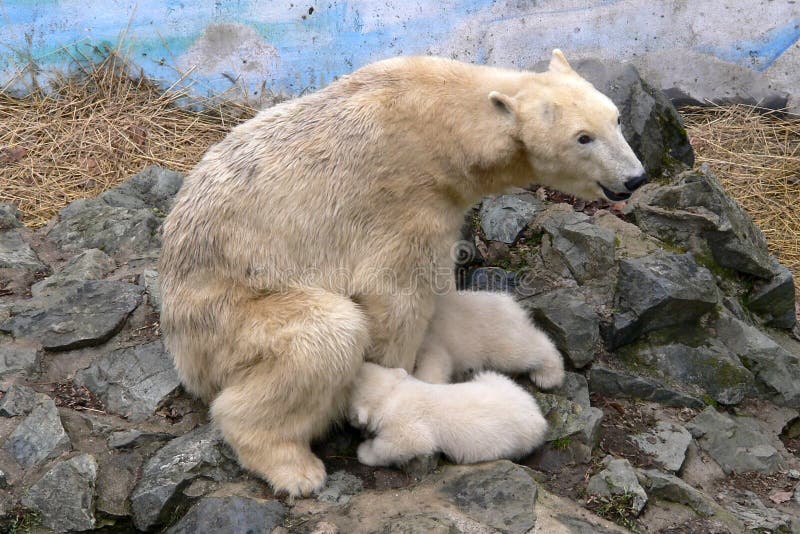 Sea Bear Picture. Image: 4754515