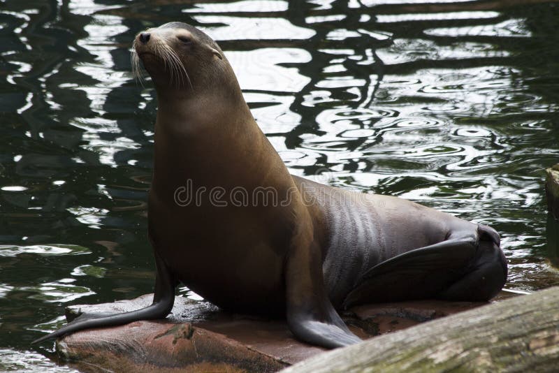 Sea Bear stock image. Image of cute, puppy, nature, seabear - 32685987