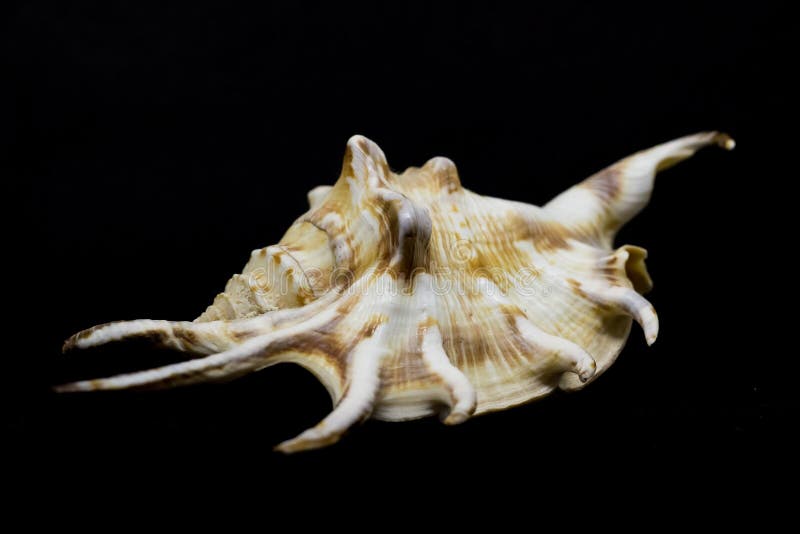 Sea Beautiful Unusual Shell on a Black Background Stock Image - Image ...