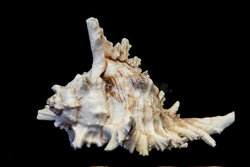 Sea Beautiful Unusual Shell on a Black Background Stock Image - Image ...