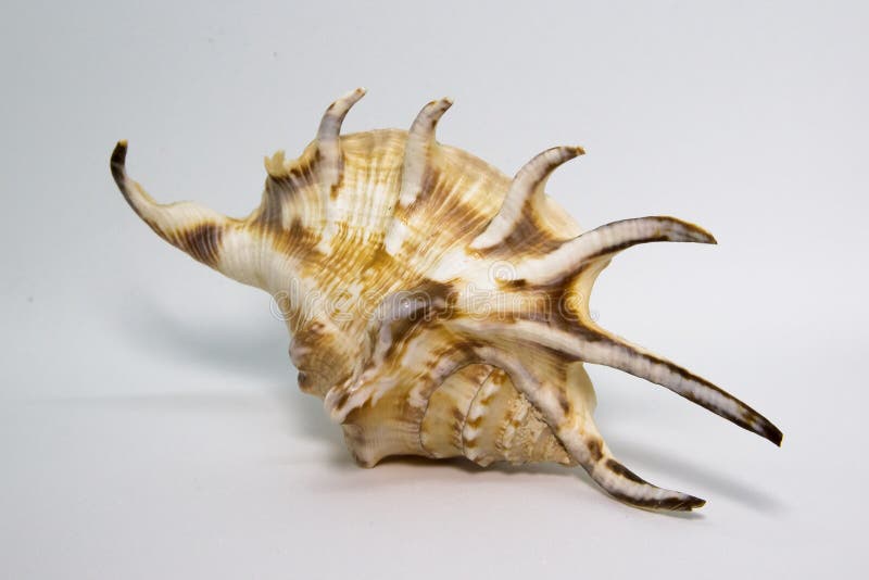 Sea Beautiful Unusual Shell on a White Background Stock Photo - Image ...