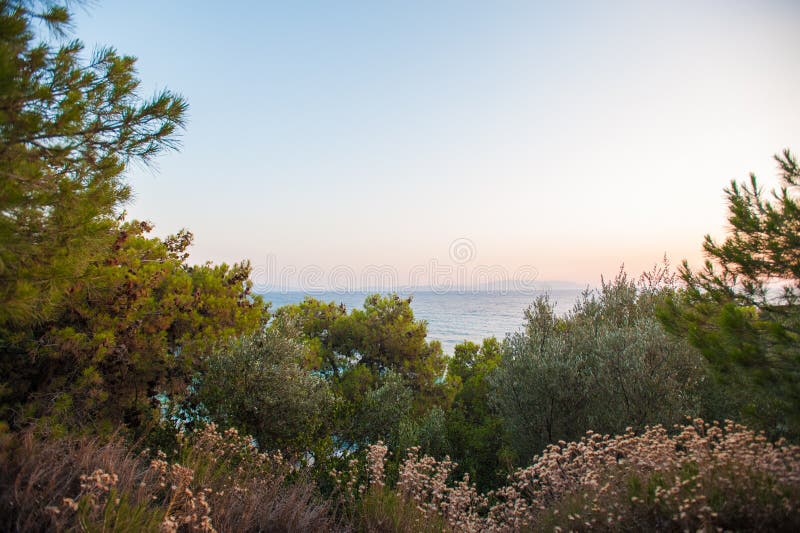 The Sea Behind the Trees, Near the Sea Stock Photo - Image of island ...