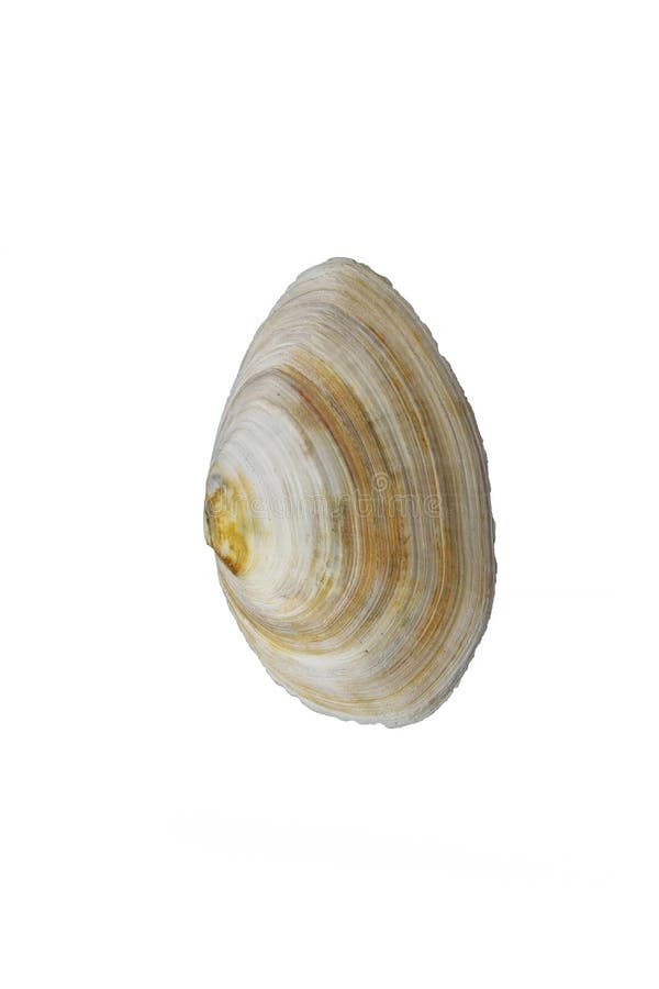 Sea Big Shell, Isolated on White. Stock Image - Image of decoration ...