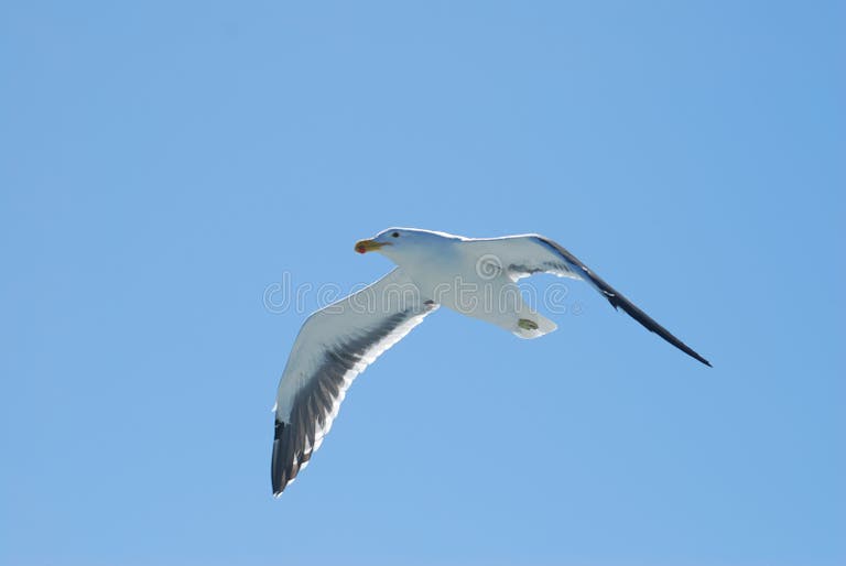 Sea bird stock image. Image of isolated, wildlife, bird - 16552445