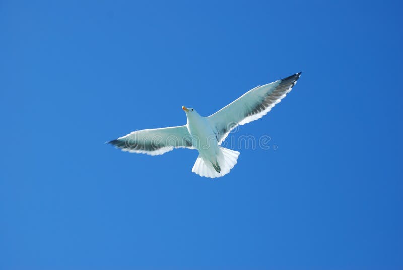 Sea bird stock image. Image of feathers, success, freedom - 16552455